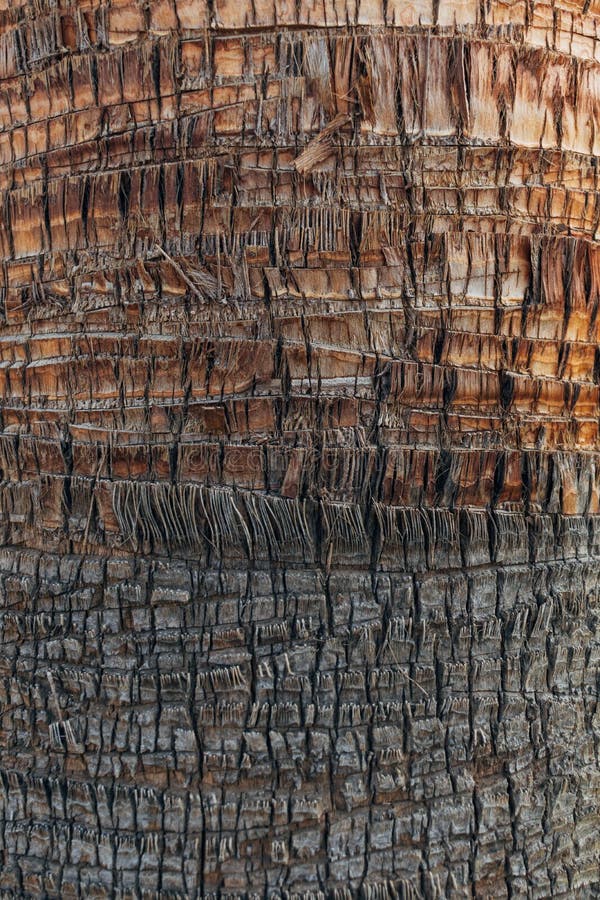 Palm tree trunk texture stock photo. Image of blank - 175056934