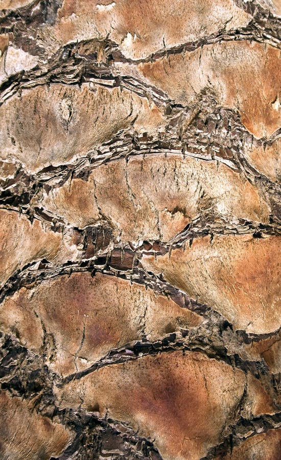 Palm tree trunk texture stock image. Image of floral - 20075711