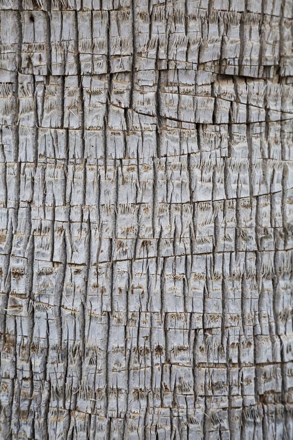 Palm Tree Trunk Texture As Background Stock Image - Image of macro ...