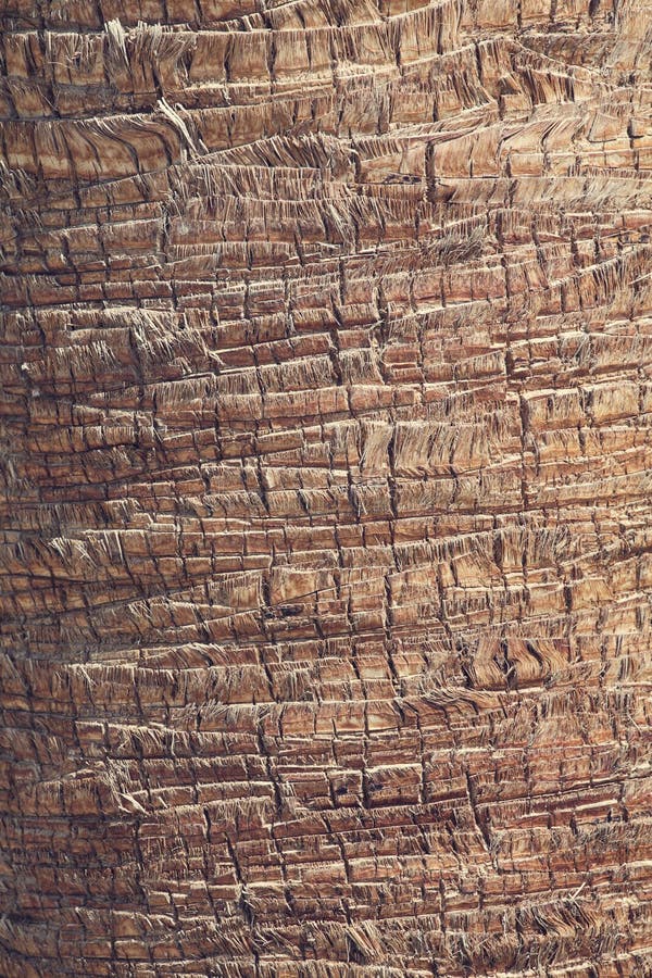 Palm Tree Trunk Texture Close Up. Minimal Nature Background Stock Image ...