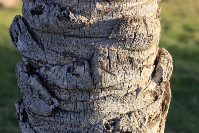 Palm Tree Trunk Texture Close Up Photo Stock Image - Image of summer ...