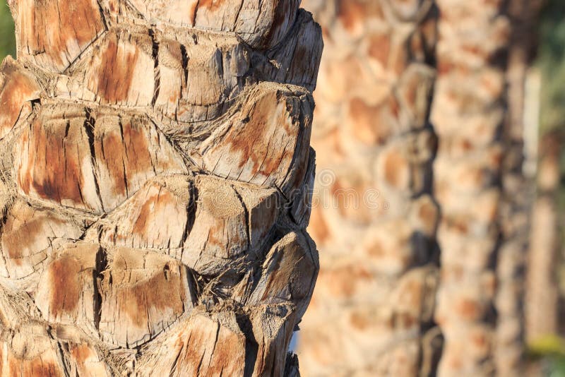 Palm Tree Trunk Texture Close Up Photo Stock Photo - Image of tree ...