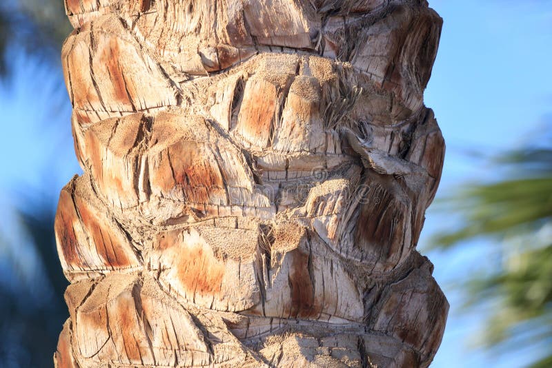 Palm Tree Trunk Texture Close Up Photo Stock Photo - Image of tree ...