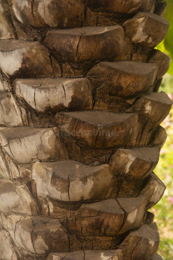 Palm Tree Trunk Texture Close Up Photo Stock Photo - Image of detailed ...