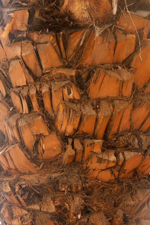 Palm Tree Trunk Texture Close Up Photo Stock Photo - Image of summer ...