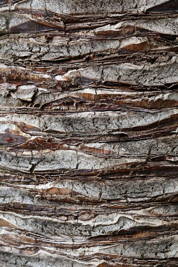 Palm tree trunk texture stock photo. Image of texture - 141156934
