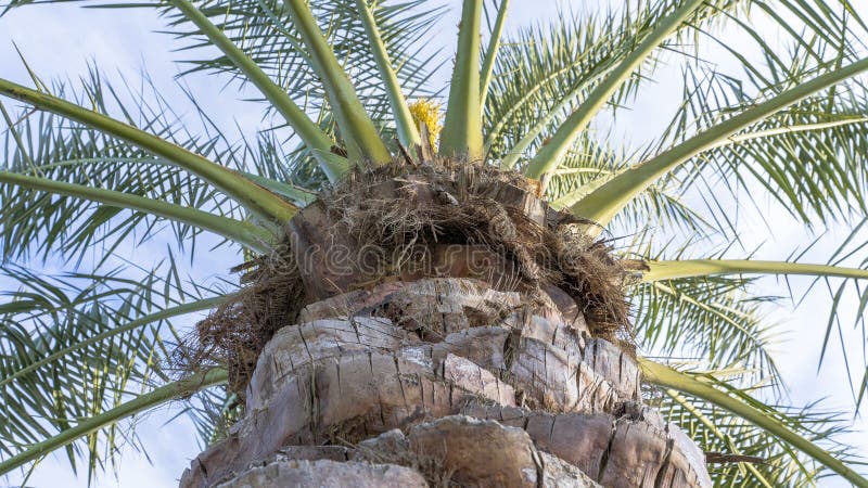 Palm Tree Trunk Texture stock image. Image of tall, leaf - 316241535