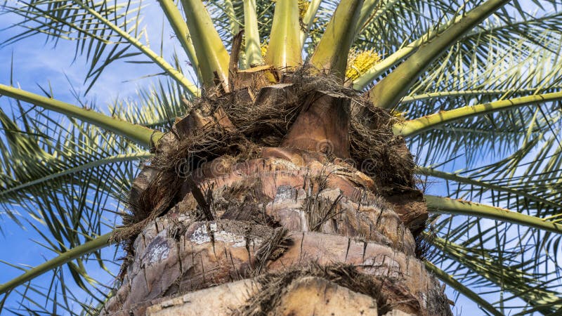 Palm Tree Trunk Texture stock image. Image of travel - 316968711