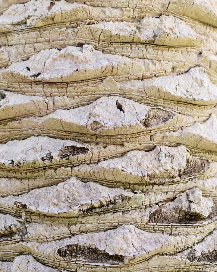 Palm tree trunk texture stock image. Image of exotic - 167628257