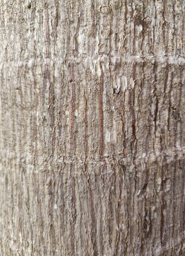 Palm Tree Trunk Texture with Pattern Stock Image - Image of plant ...