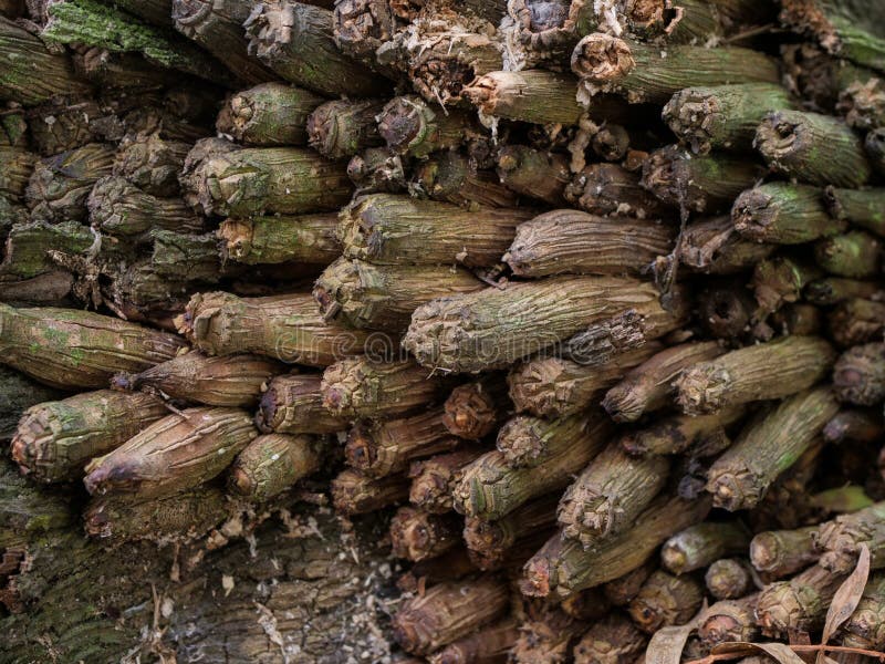 Texture stem plant stock photo. Image of texture, branch - 275804494