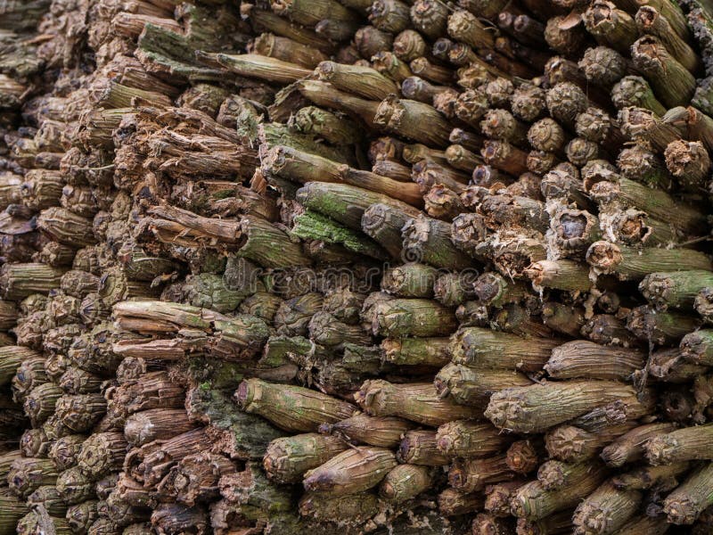 Palm Tree Trunk Texture Stem Textures Stock Photo - Image of natural ...