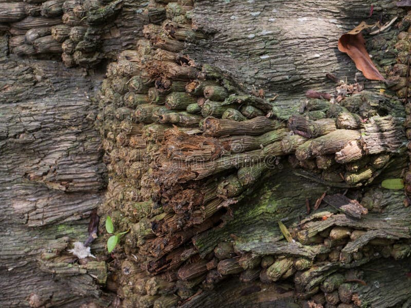 Palm Tree Trunk Texture Stem Textures Stock Photo - Image of palm, tree ...