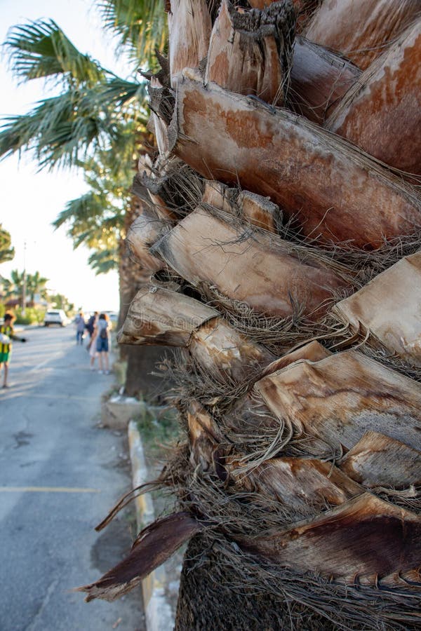 Palm Tree Trunk and Palm Trees on the Beach. Palm Tree Trunk Close-up ...
