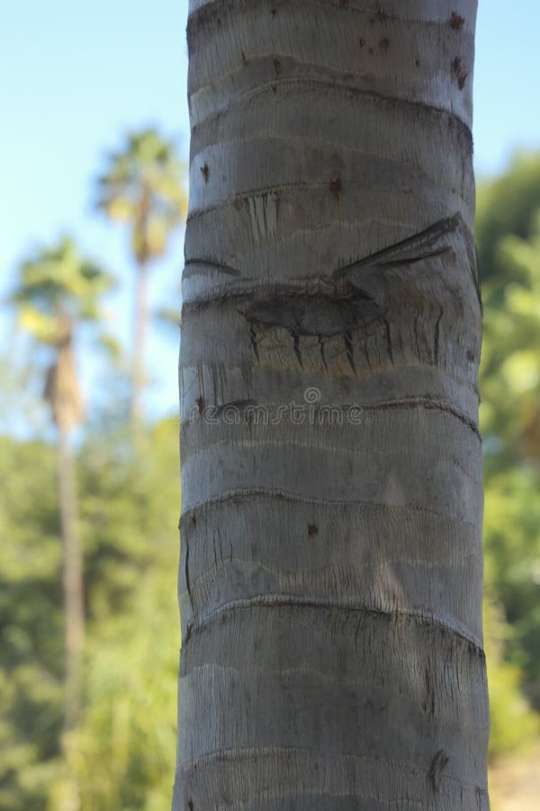 Palm Tree Trunk Up Close stock photo. Image of 20165775 - 82314336