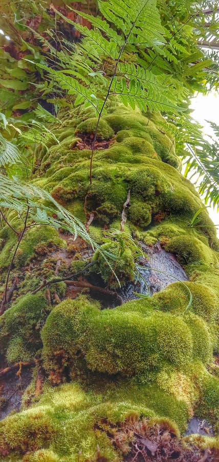 Palm Tree Trunks Overgrown with Moss and Weeds Stock Photo - Image of ...