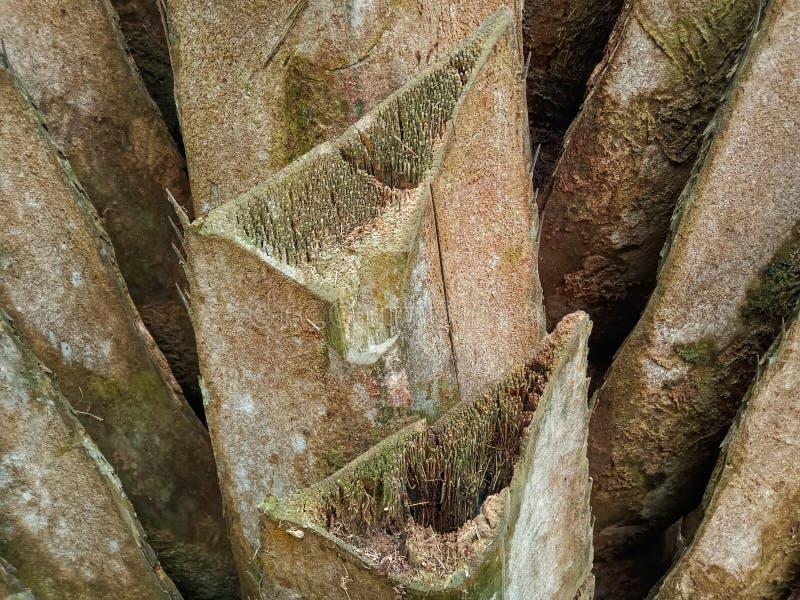 Palm Tree Trunks in Plantations in Central Kalimantan, Indonesia Stock ...
