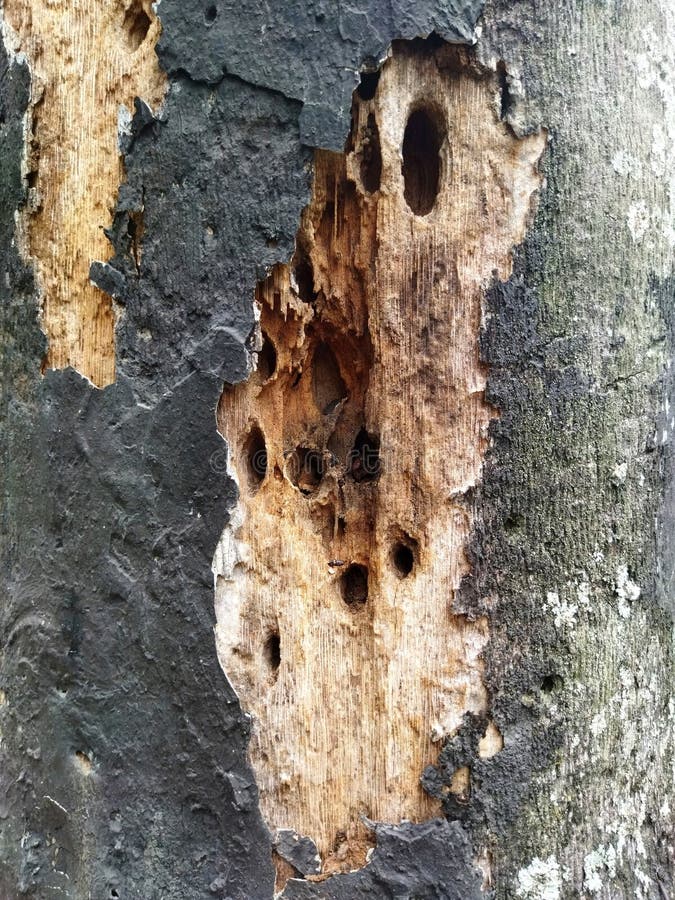Palm Tree Trunks that are Worn with Age and Hollowed Out by Birds Form ...