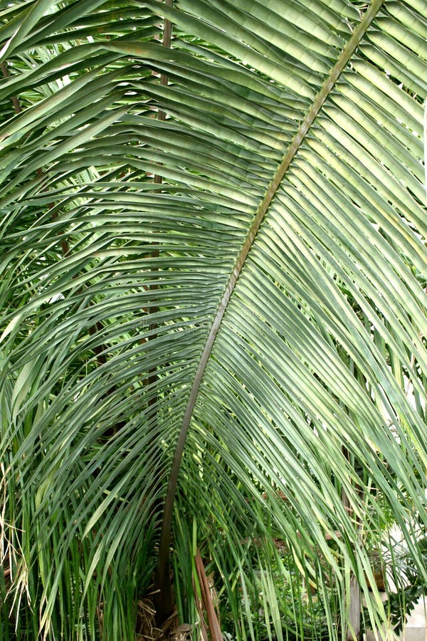 Palm tree tube stock photo. Image of plants, lush, tropical - 21976868