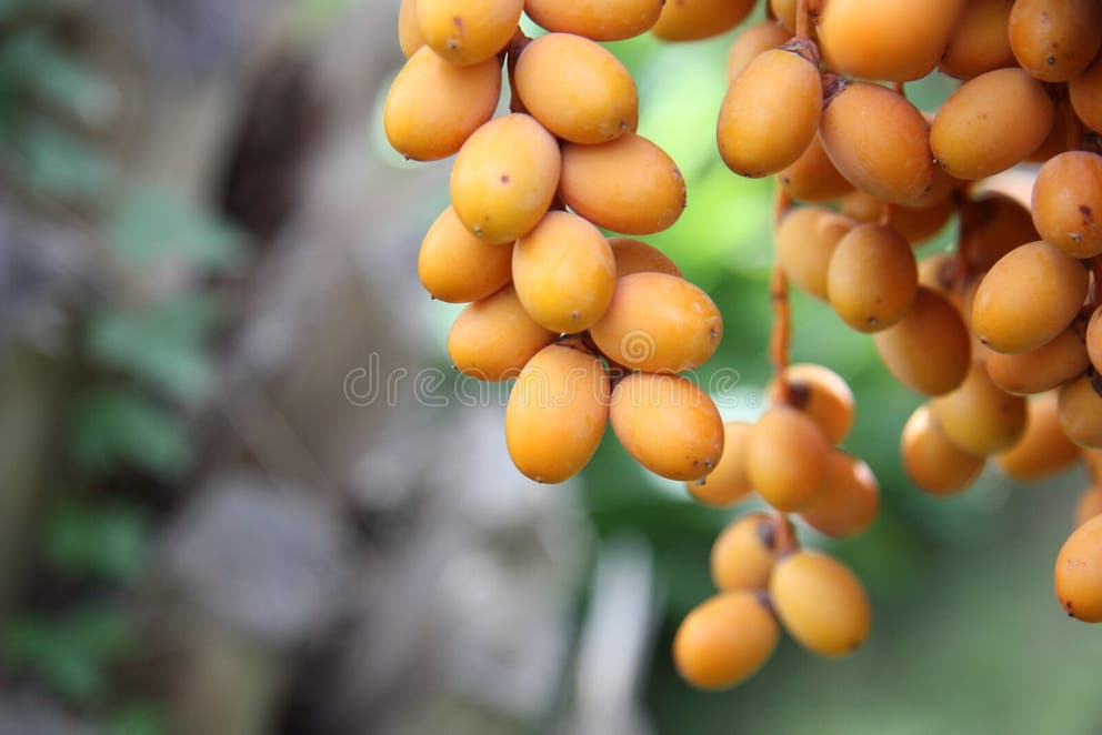 Palm tree in Turkey stock image. Image of fruit, turkey - 101399869