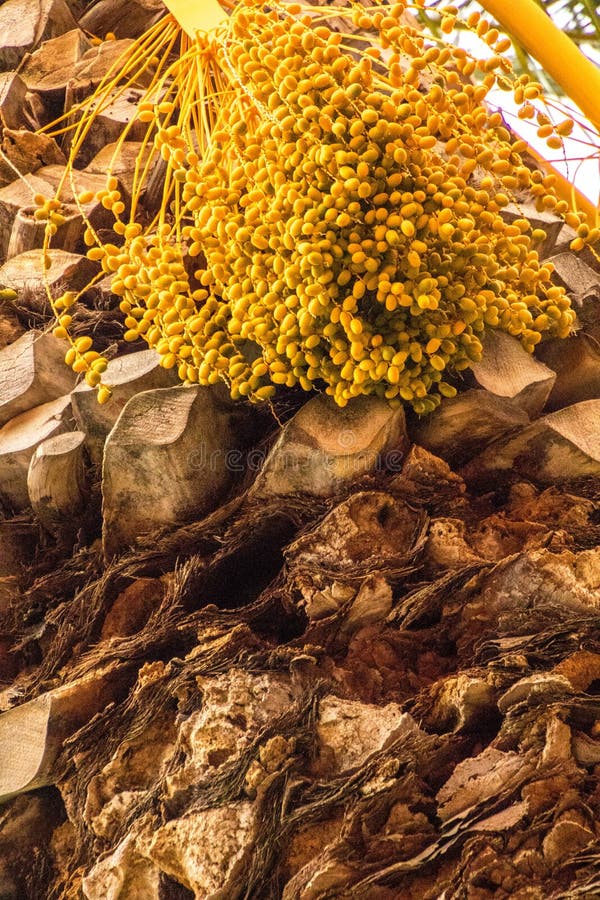 Palm Tree stock photo. Image of common, italy, tree - 125545716