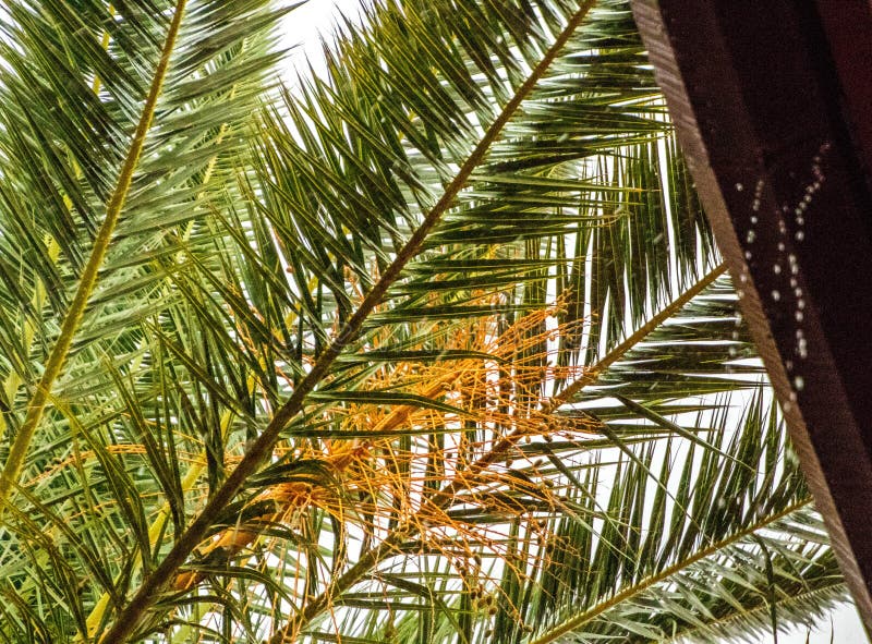 Palm Tree stock photo. Image of sicily, typical, rain - 125545910