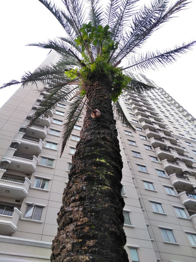 Palm Tree Under High Building Stock Photo - Image of tree, leaf: 268892190