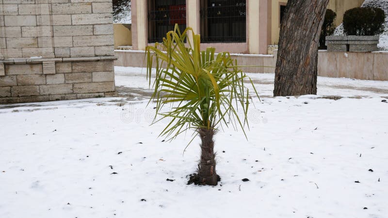 Palm Tree Under Snow in Cold Winter. Climate Change Stock Image - Image ...