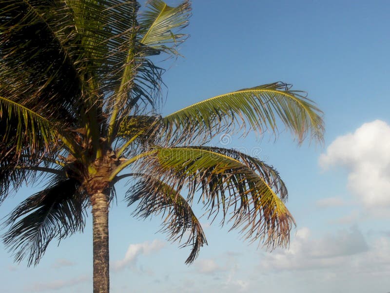Palm Tree up close stock photo. Image of curve, hollywood - 142258046