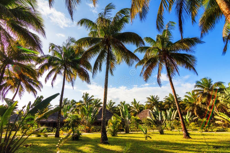 Palm tree vacation stock image. Image of tree, tourism - 52189773
