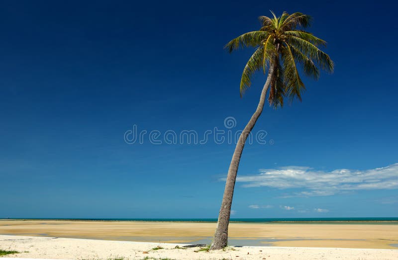Palm Tree View stock photo. Image of calm, sand, climate - 10001828