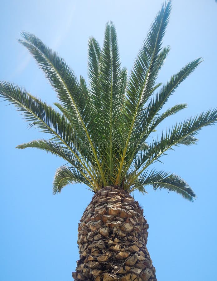 Palm tree stock photo. Image of nature, view, trees, exotic - 44499964