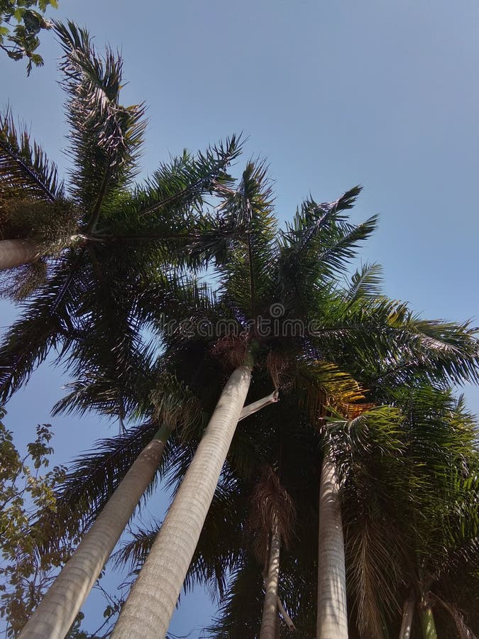 Palm Tree View from the Bottom Corner Stock Photo - Image of leaves ...