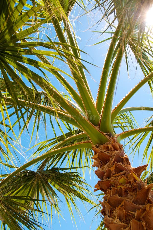 Palm tree view from bottom stock photo. Image of blue - 39805922