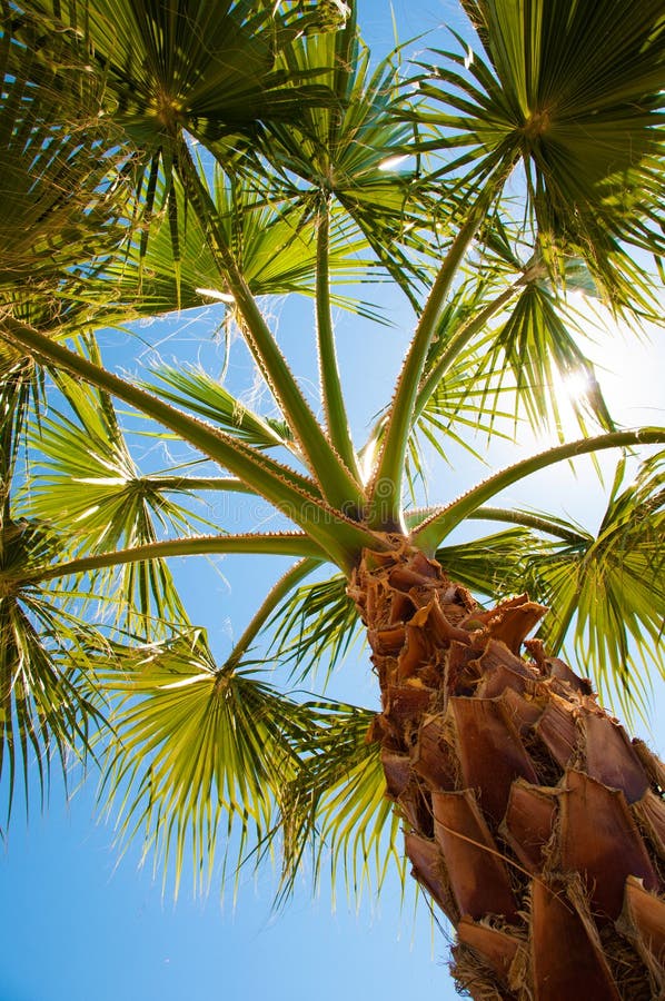Bottom-up View of a Beautiful Palm Stock Photo - Image of floral, light ...
