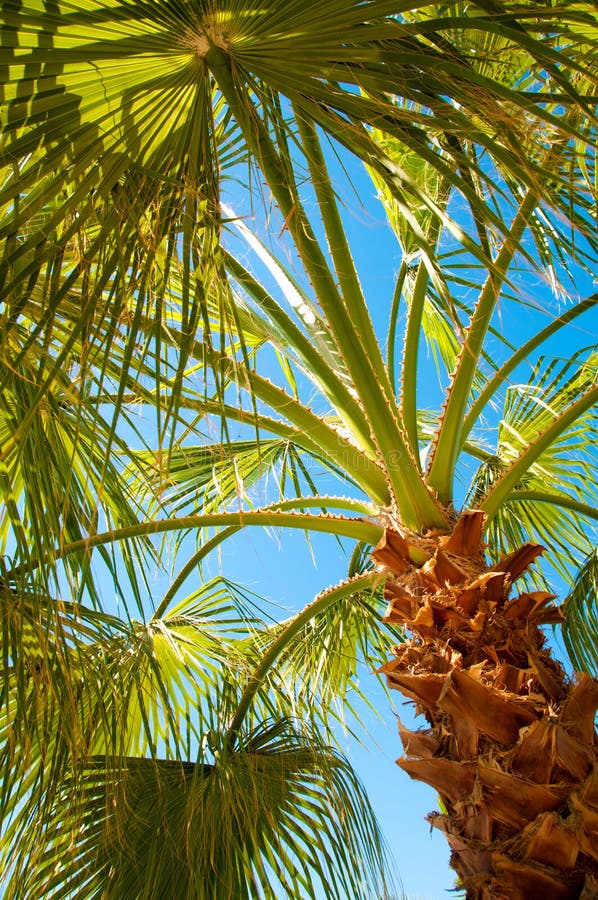 Palm Tree View from Bottom, Sun S Rays Shine Stock Image - Image of ...