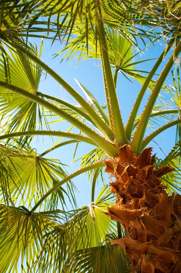 Palm Tree View from Bottom, Sun S Rays Shine Stock Image - Image of ...