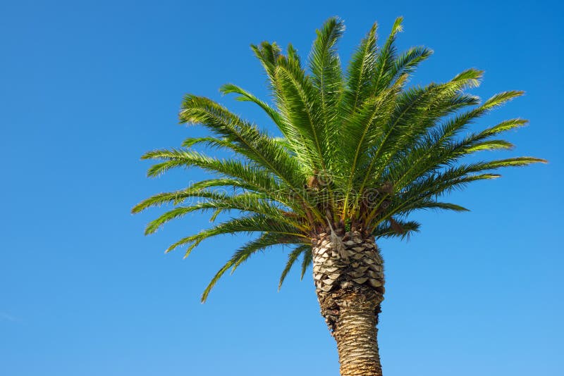 Palm tree view stock image. Image of outdoor, summer - 114631171