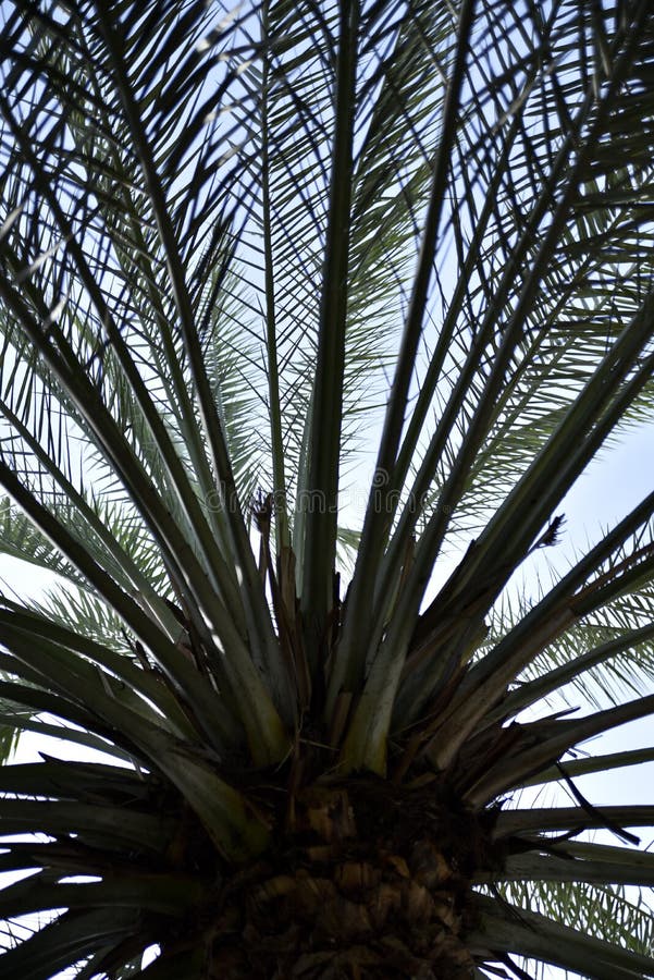 Palm Tree View from Down at the Park Stock Image - Image of background ...