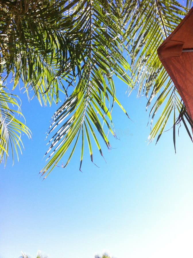 Palm tree view stock image. Image of beautiful, umbrella - 51125713