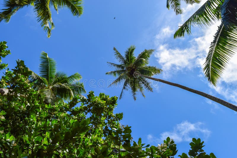 Palm Tree View from the Ground Stock Image - Image of bird, holiday ...