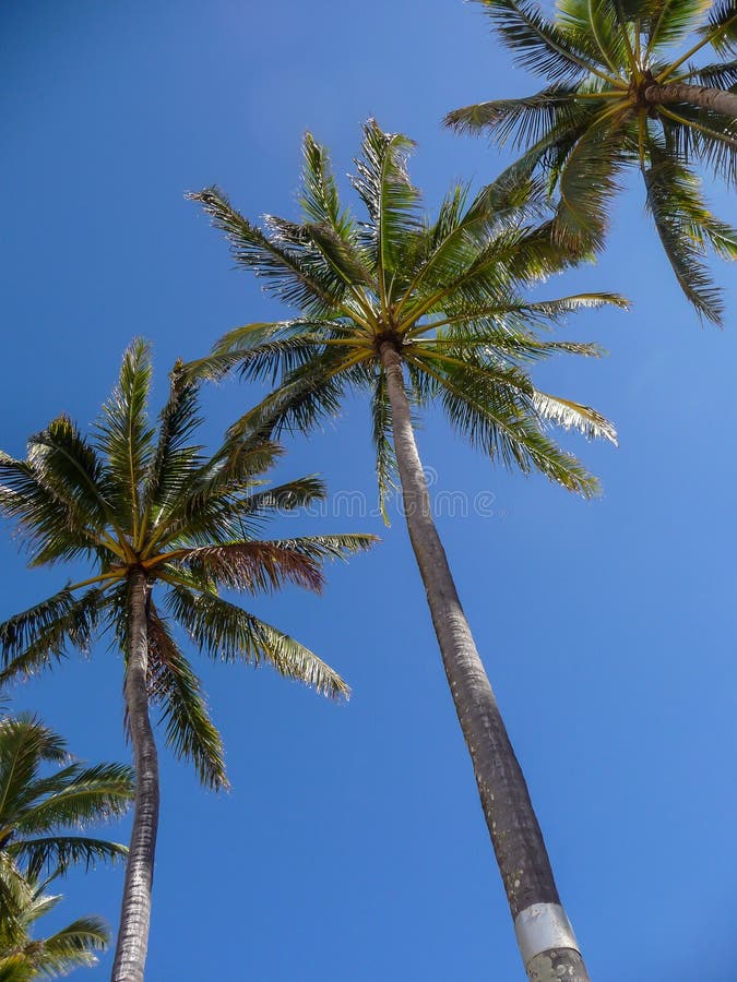 Palm Tree View from the Ground Stock Photo - Image of palm, blue: 47314368