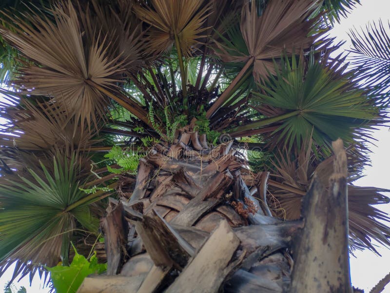 Palm Tree. View from the Ground To the Top of Palm Stock Photo - Image ...