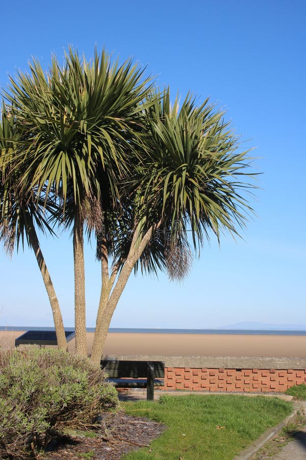 Palm Tree with View Morecambe Bay from Knott End Stock Photo - Image of ...
