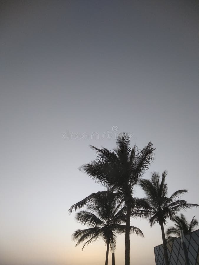 The Palm Tree View with Subset in the Sky Stock Image - Image of white ...