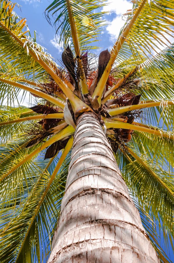 Palm Tree Viewed from Below Upwards High Above Stock Image - Image of ...