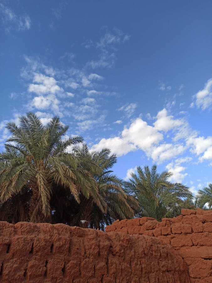 Palm tree and wall in mud stock photo. Image of tree - 235120204