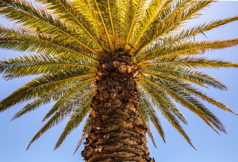 Palm Tree with Warm Sunlight Around it Stock Photo - Image of bottom ...