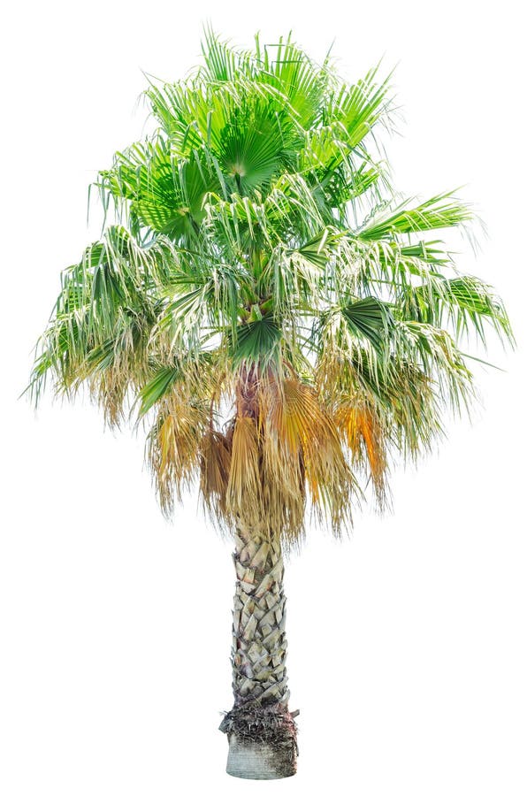 Palm Tree Washingtonia Filifera Isolated Stock Image - Image of white ...