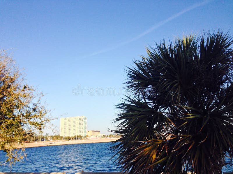 Palm tree water stock image. Image of overlooking, tree - 45131425